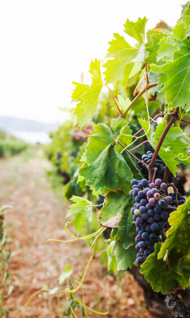 About Us | Christopher Creek Winery - Family Owned Boutique Winery